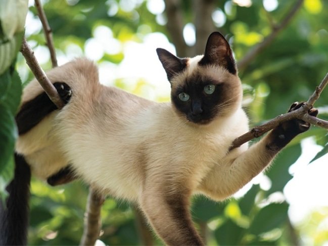 Le Chatalogue site d'Information sur les chats de race mignons