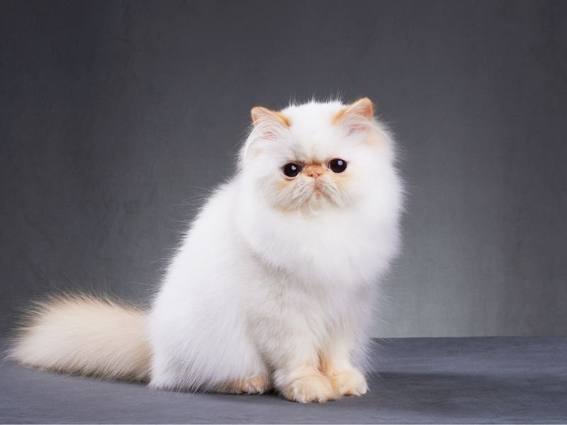 PERSAN - Le Chatalogue