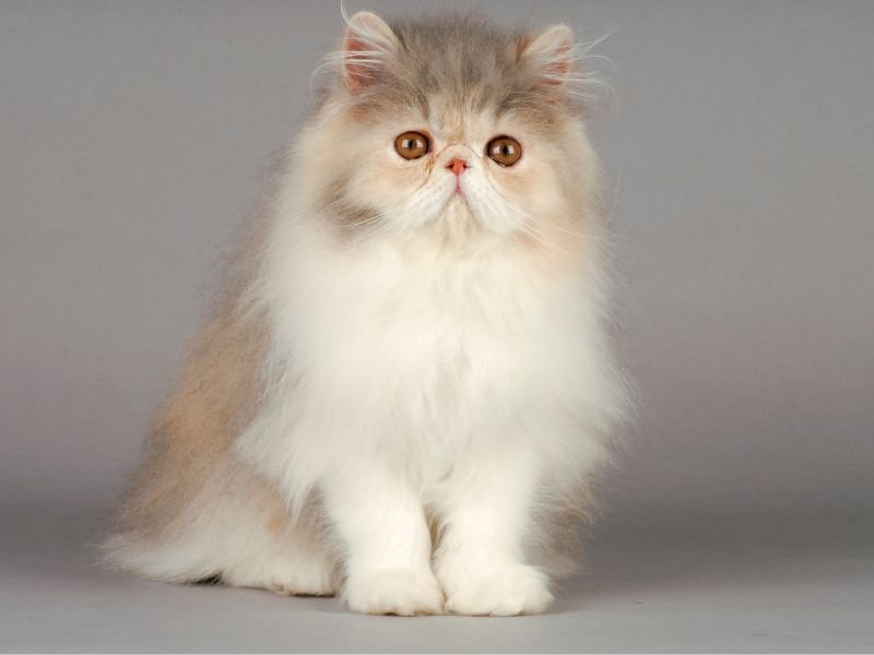 PERSAN - Le Chatalogue
