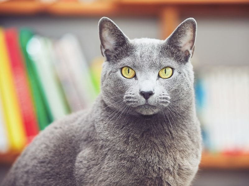 Bleu Russe Chat Prix caractère élevage refuge hypoallergénique
