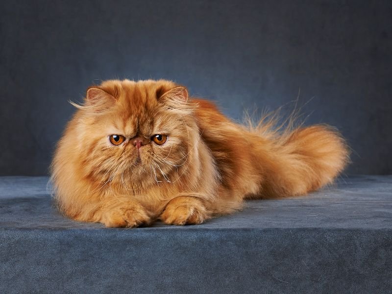 PERSAN - Le Chatalogue