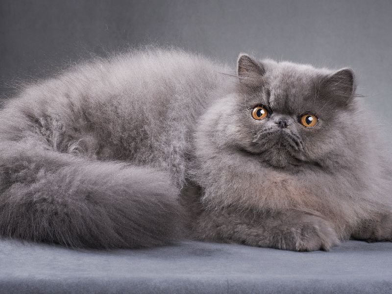 Races de Chats rare Gris Blanc et Noir Tigré Roux poil long court