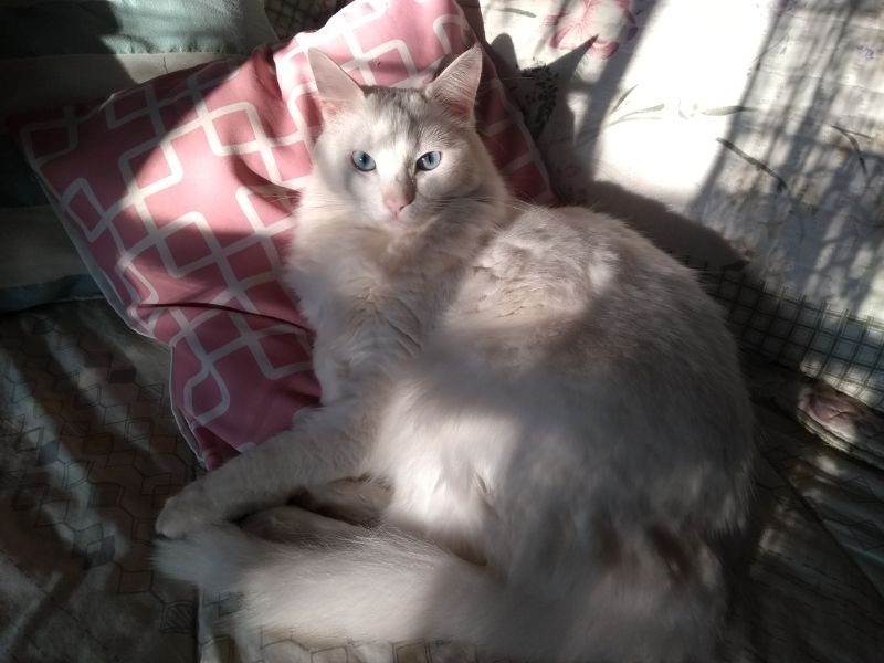 Angora Turc Turkish caractère élevage prix couleur noir et blanc