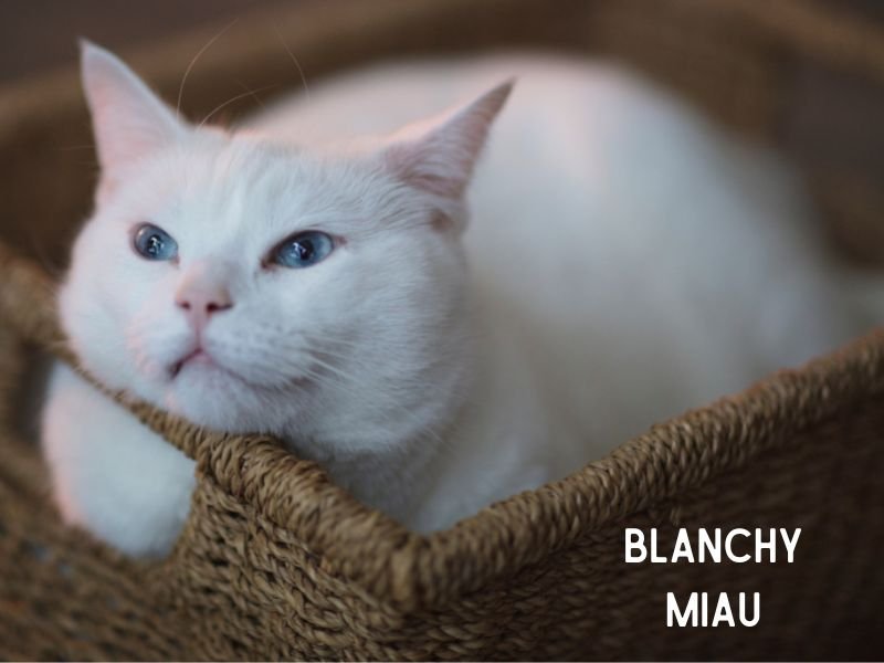 Angora Turc Turkish caractère élevage prix couleur noir et blanc