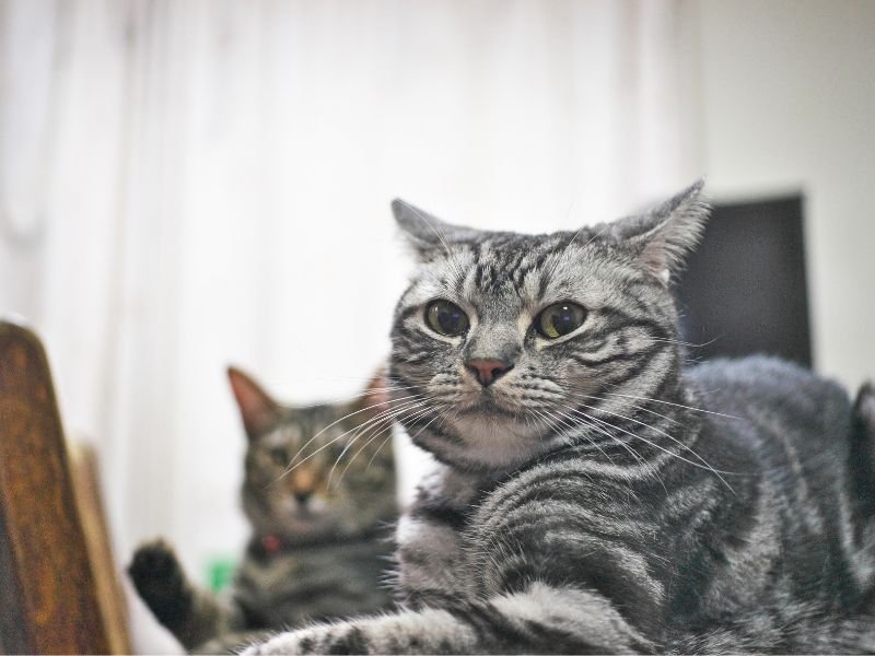 American shorthair prix élevage adoption caractère bebe noir roux