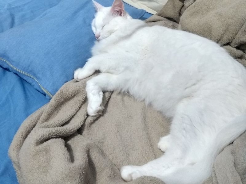 Angora Turc Turkish caractère élevage prix couleur noir et blanc
