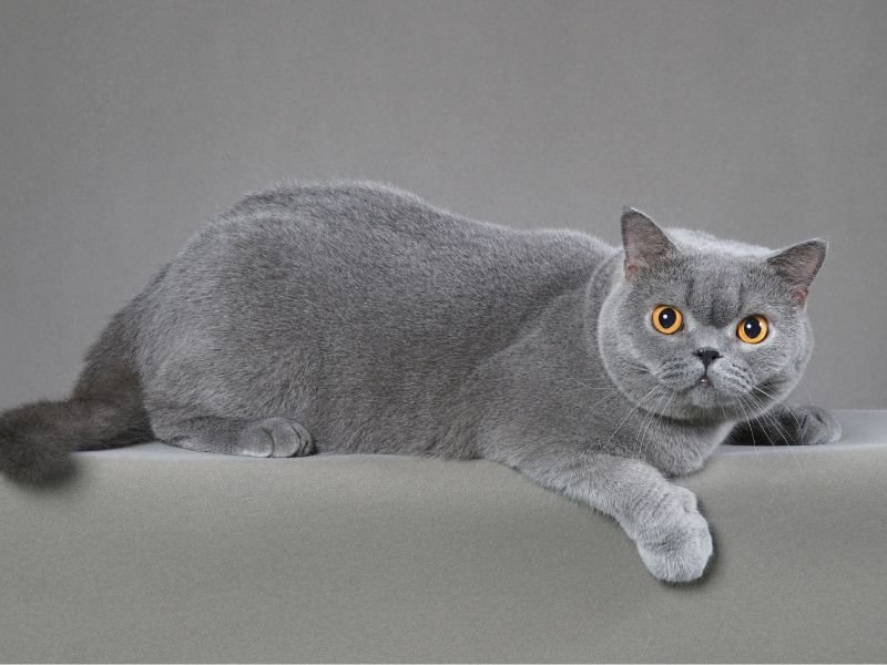 British Shorthair prix caractère marron blanc roux chocolat lilac