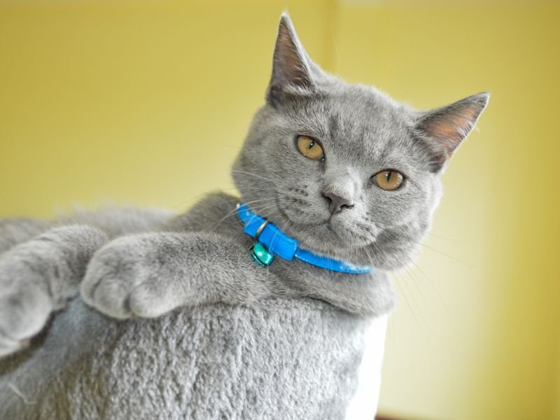 British Shorthair prix caractère marron blanc roux chocolat lilac