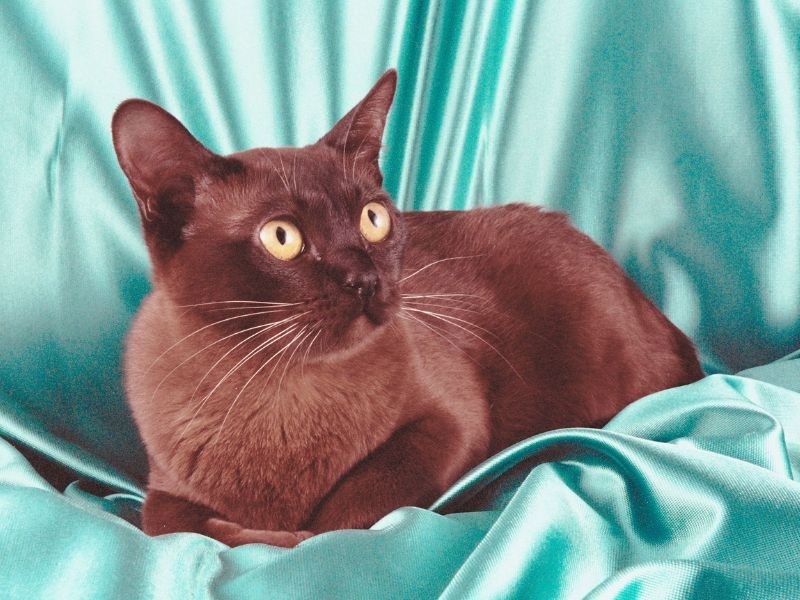 Burmese prix élevage à vendre. Couleur Noir Gris caractère chaton