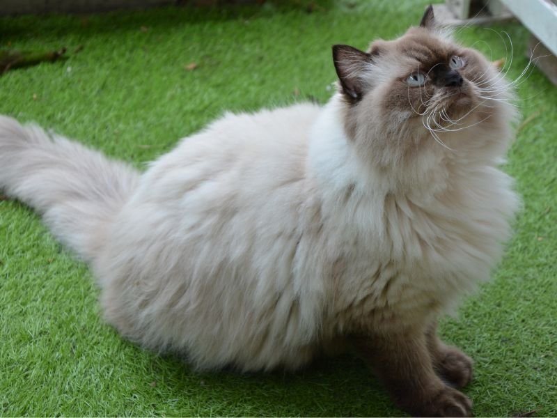 Himalayen Chat prix Chaton espérance de vie blanc noir gris bebe