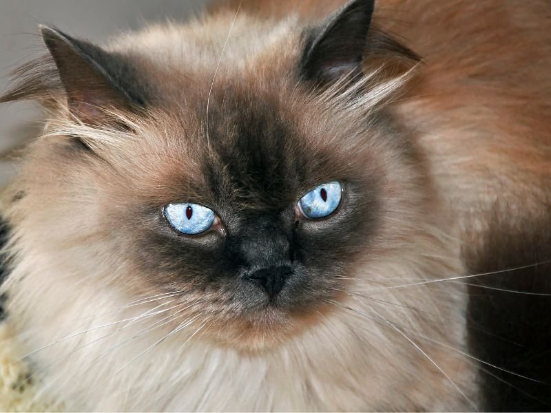 Himalayen Chat prix Chaton espérance de vie blanc noir gris bebe