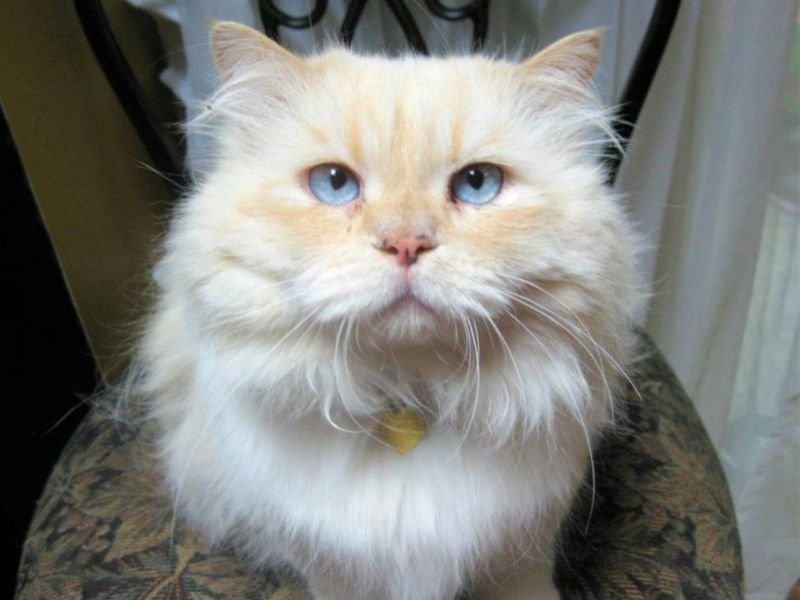 Himalayen Chat prix Chaton espérance de vie blanc noir gris bebe