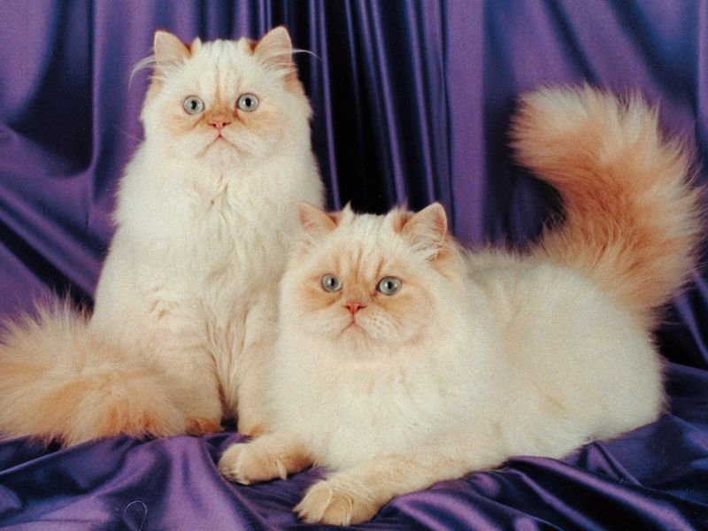 Himalayen Chat prix Chaton espérance de vie blanc noir gris bebe