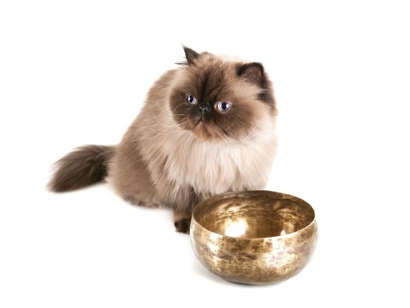 Himalayen Chat prix Chaton espérance de vie blanc noir gris bebe