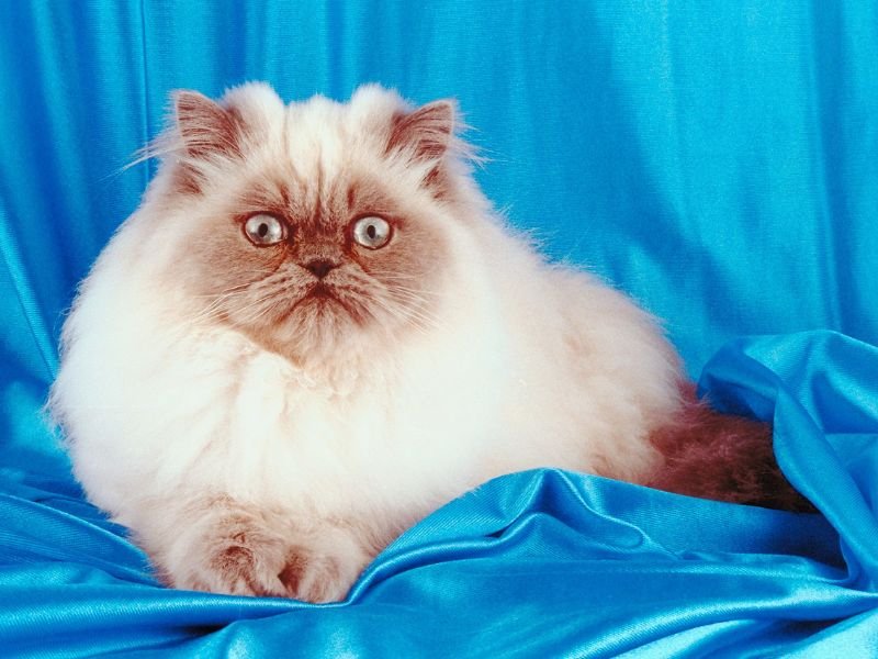 Himalayen Chat prix Chaton espérance de vie blanc noir gris bebe