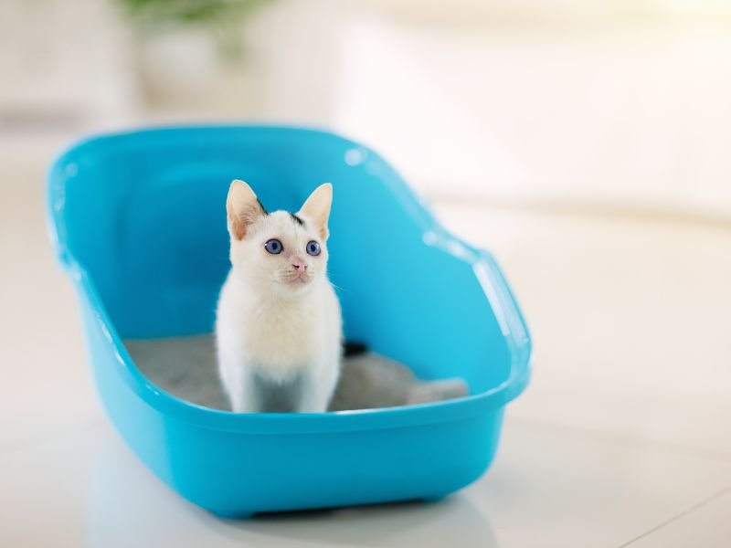 Quelle est le meilleur sable litière pour chat