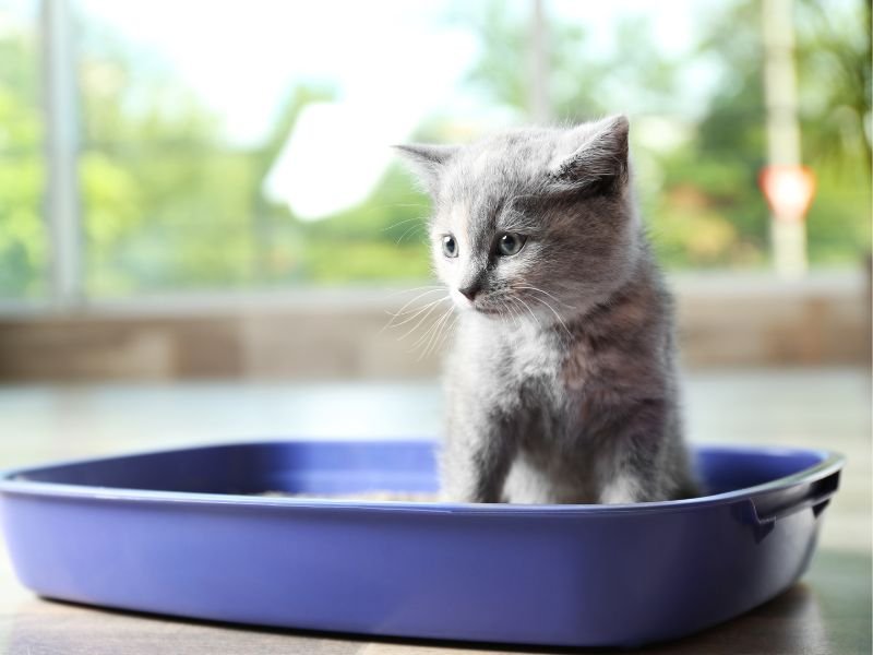 Quelle est le meilleur sable litière pour chat