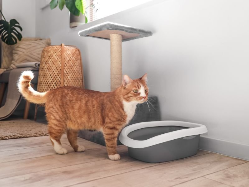 Quelle est le meilleur sable litière pour chat